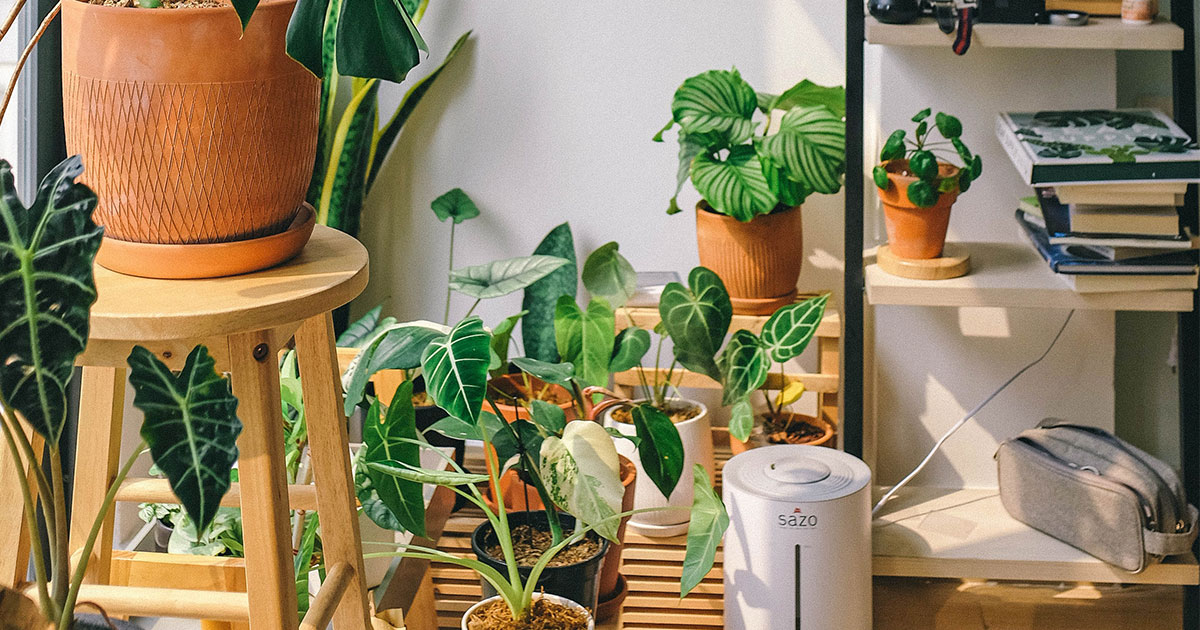 Low-Maintenance Houseplants To Freshen Up Your Space - The Living Well