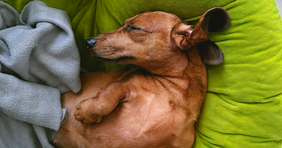 Real Rest vs. Artificial Rest - The Living Well